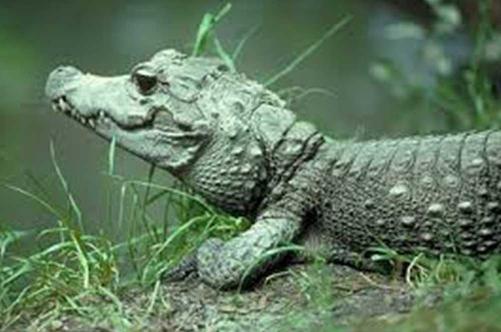 Dwarf Crocodile